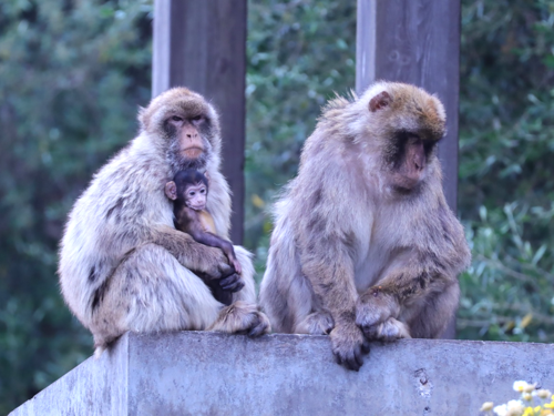 Building monkey conservation expertise