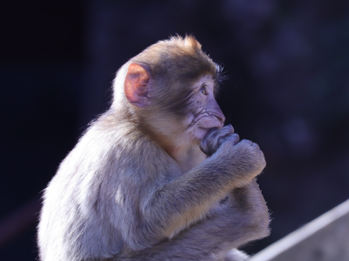 Building monkey conservation expertise