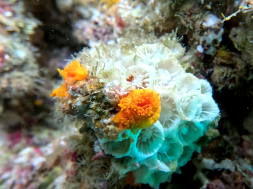 Growing coral in a changing climate